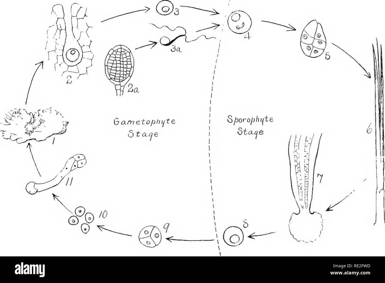 . Fundamentals of botany. Botany. Fig i66.-Anthoceras. At the left ...