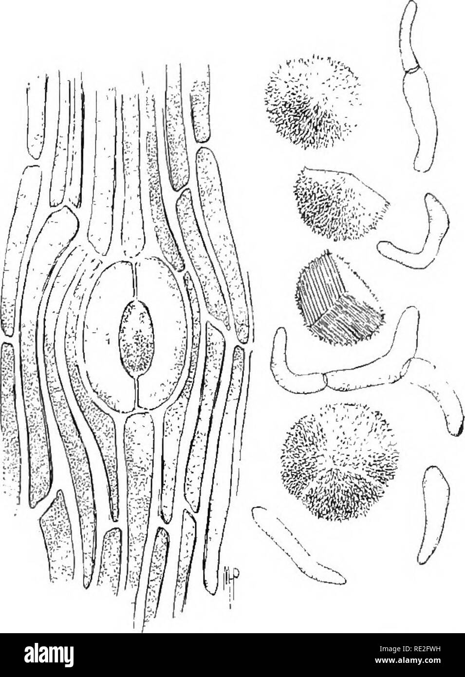 Guard cells stoma Black and White Stock Photos & Images - Alamy