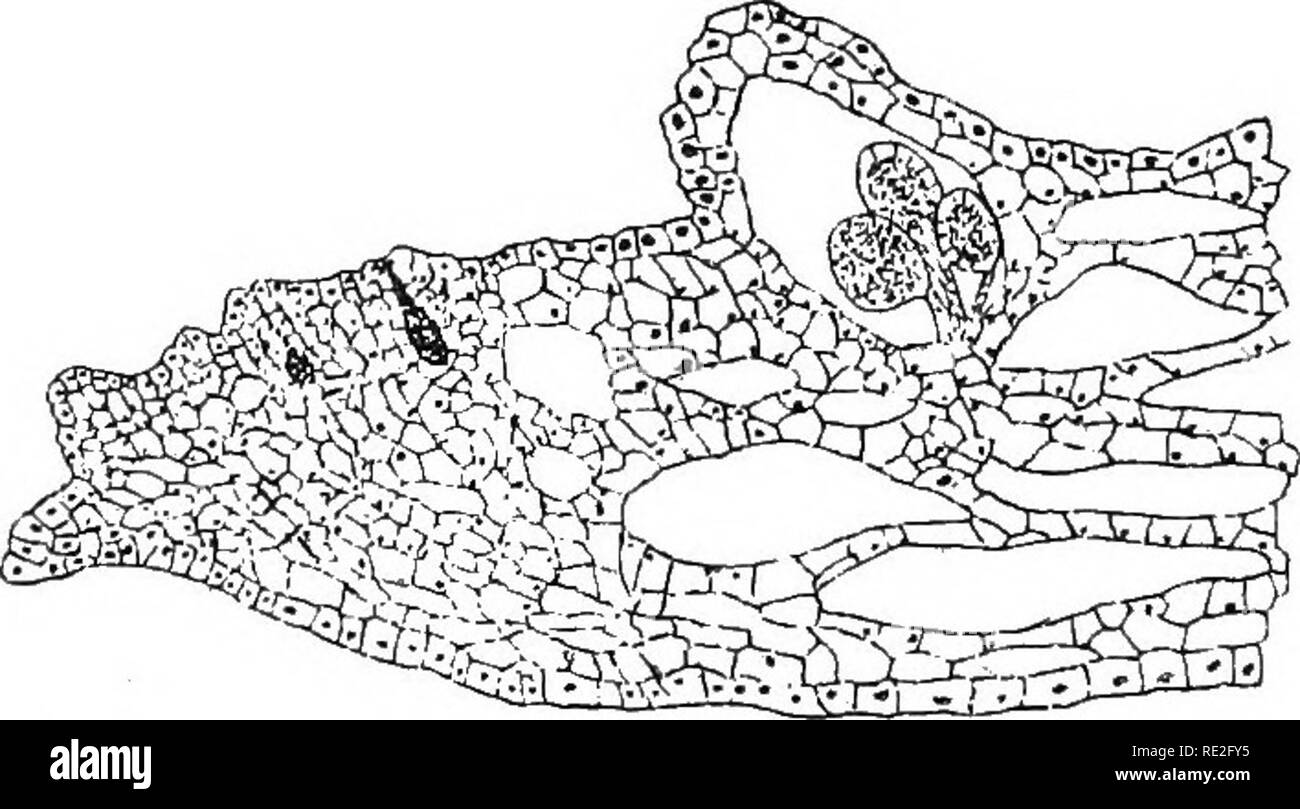 . Fundamentals of botany. Botany. Fig. 158.—Cross-section of the ...