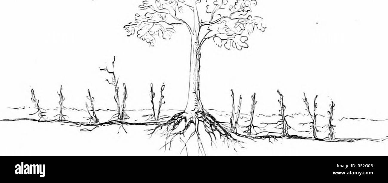 Leave vegetables Black and White Stock Photos & Images - Alamy