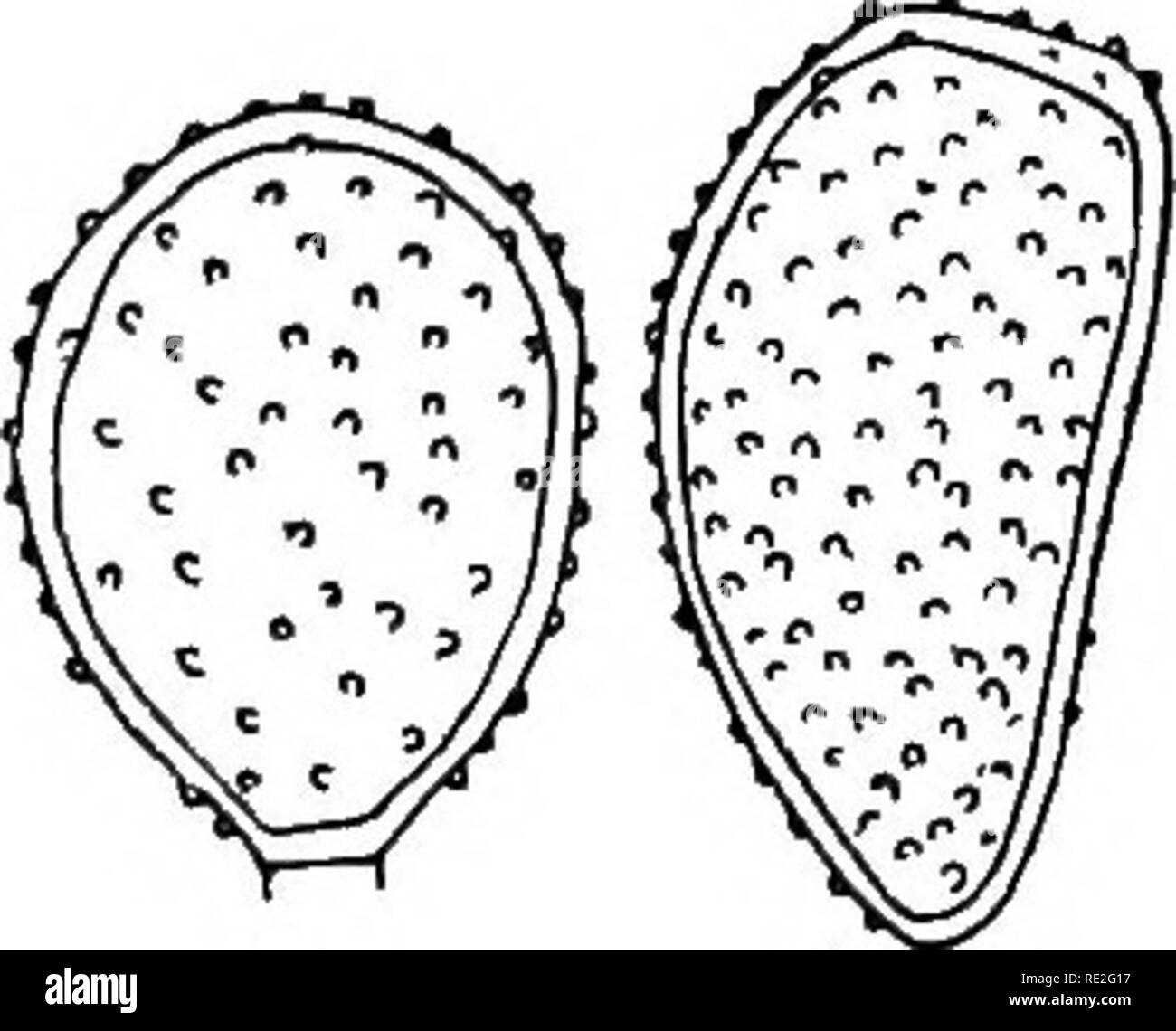 Symphyti hi-res stock photography and images - Alamy