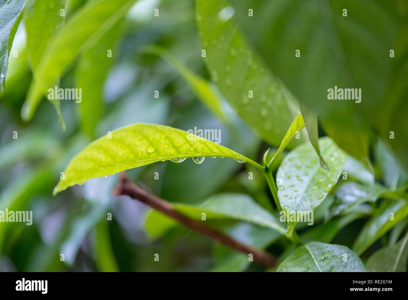 Rain drops on green plant, after rain Stock Photo - Alamy