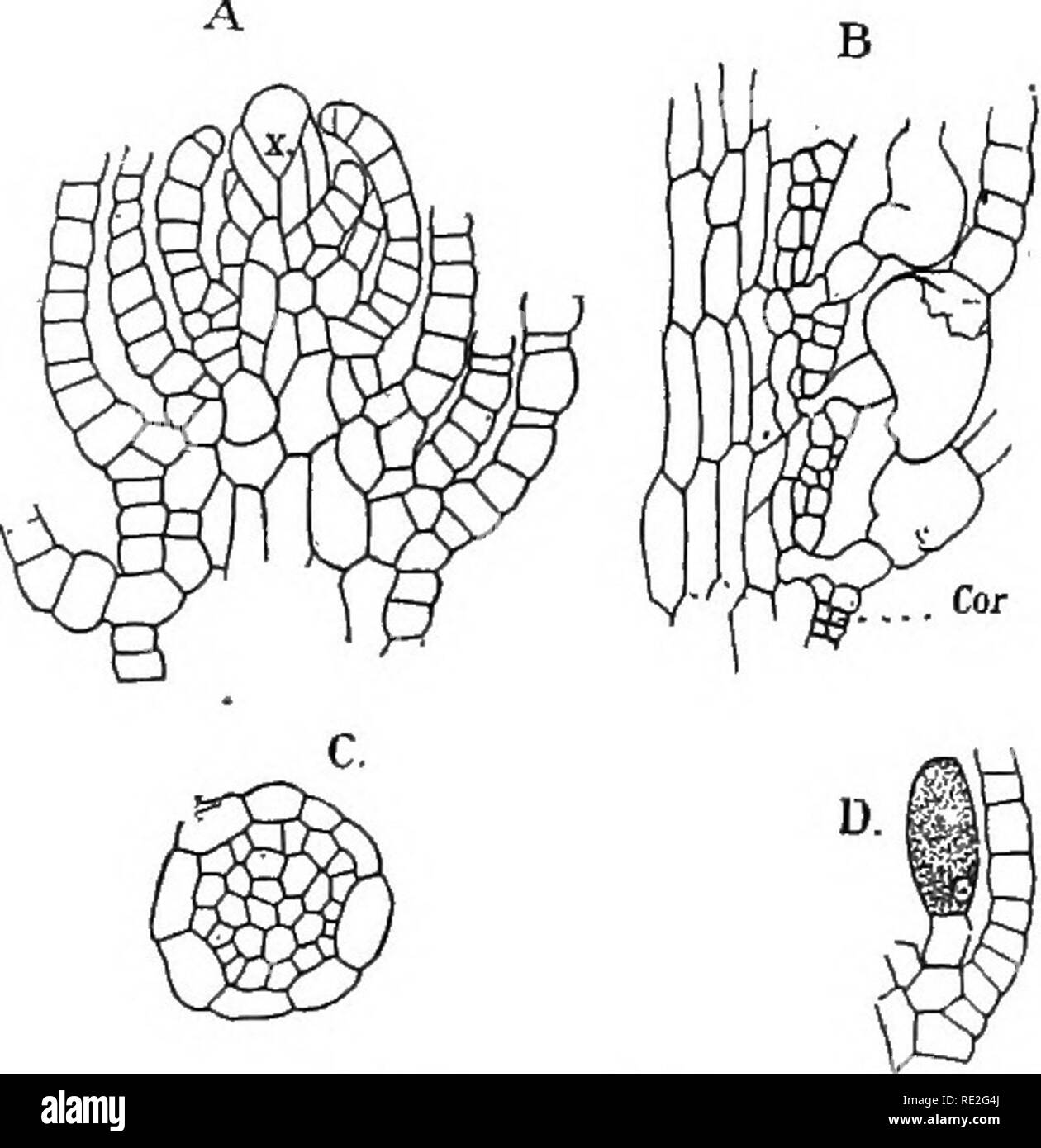 Longitudinal cross section of the leaf hi-res stock photography and ...