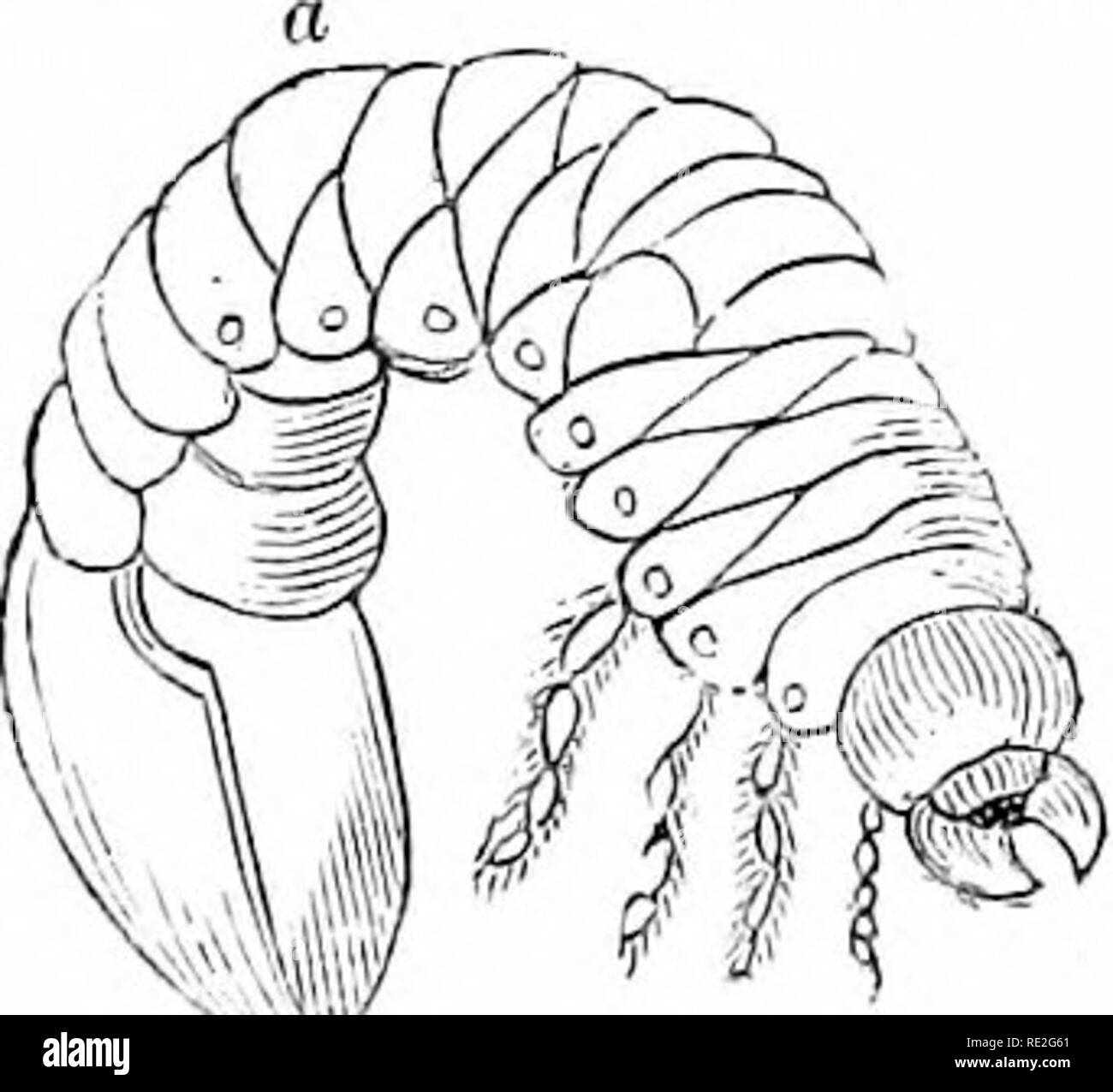 Black And White Inch Worm