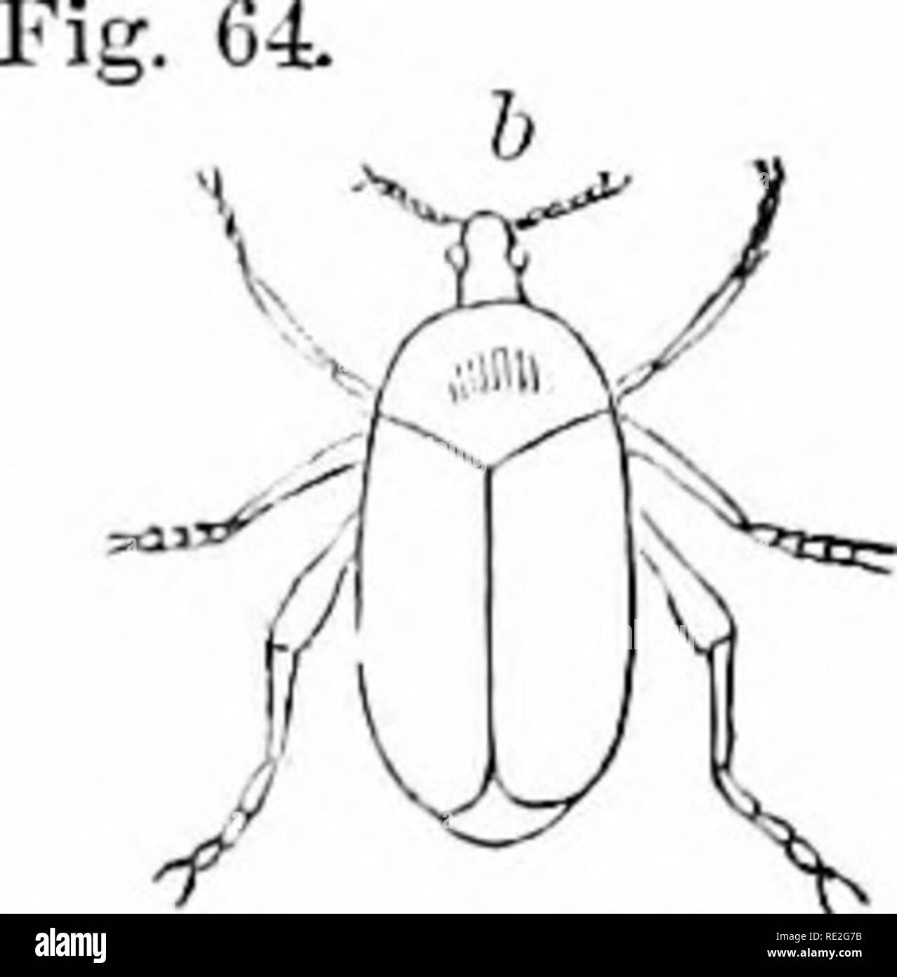 Pea bug Black and White Stock Photos & Images - Alamy