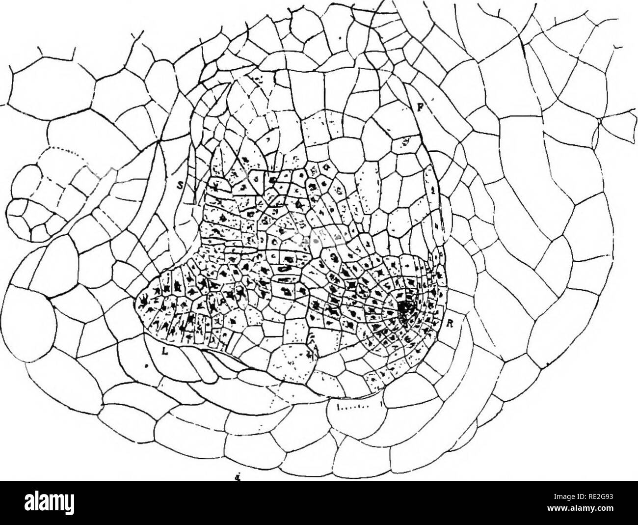 Egg cell surrounded by sperm hi-res stock photography and images - Alamy