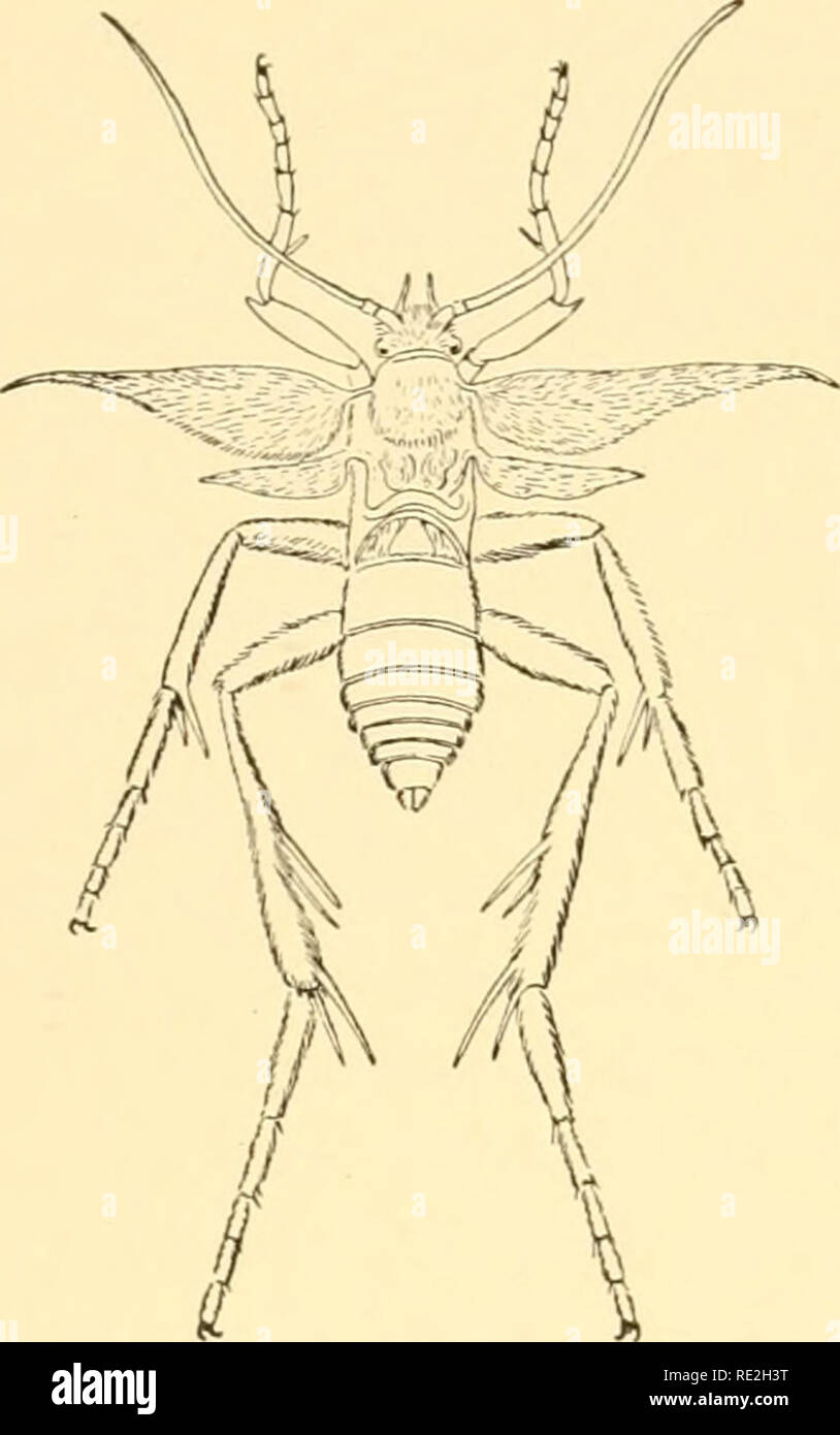 Tuberculoid form hi-res stock photography and images - Alamy
