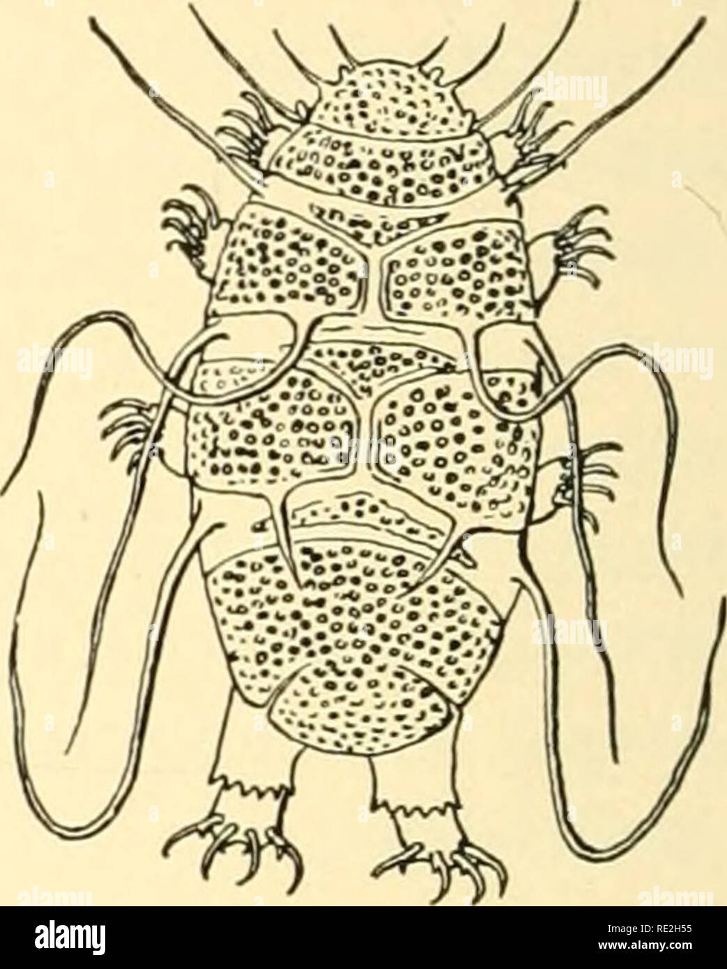 Milnesium tardigrade hi-res stock photography and images - Alamy