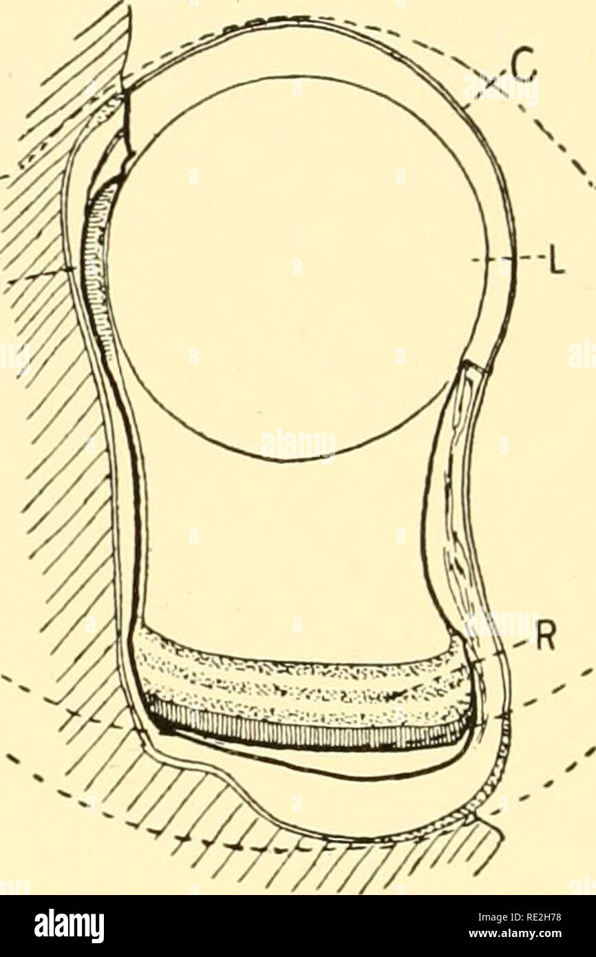 Gigantura chuni hi-res stock photography and images - Alamy