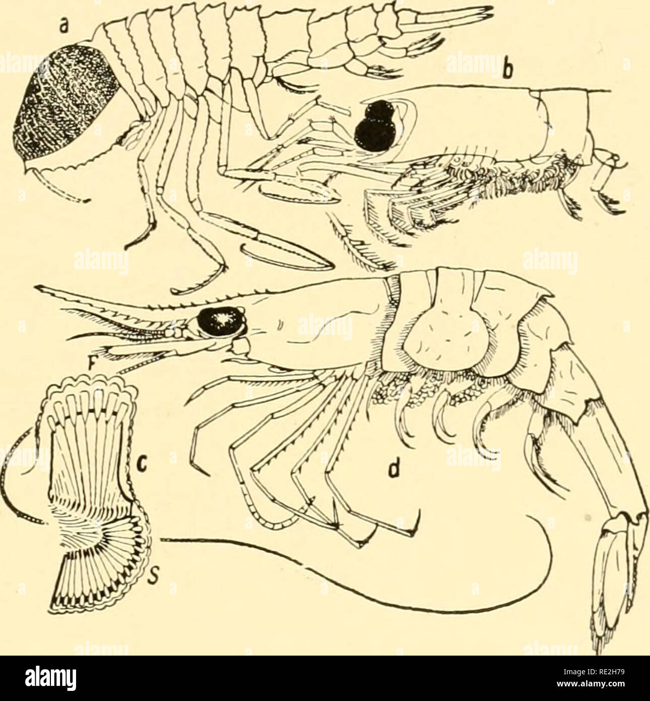. Ecological animal geography; an authorized, rewritten edition based ...