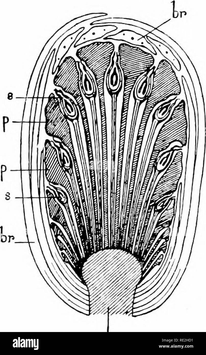 Short leaf axil hi-res stock photography and images - Alamy