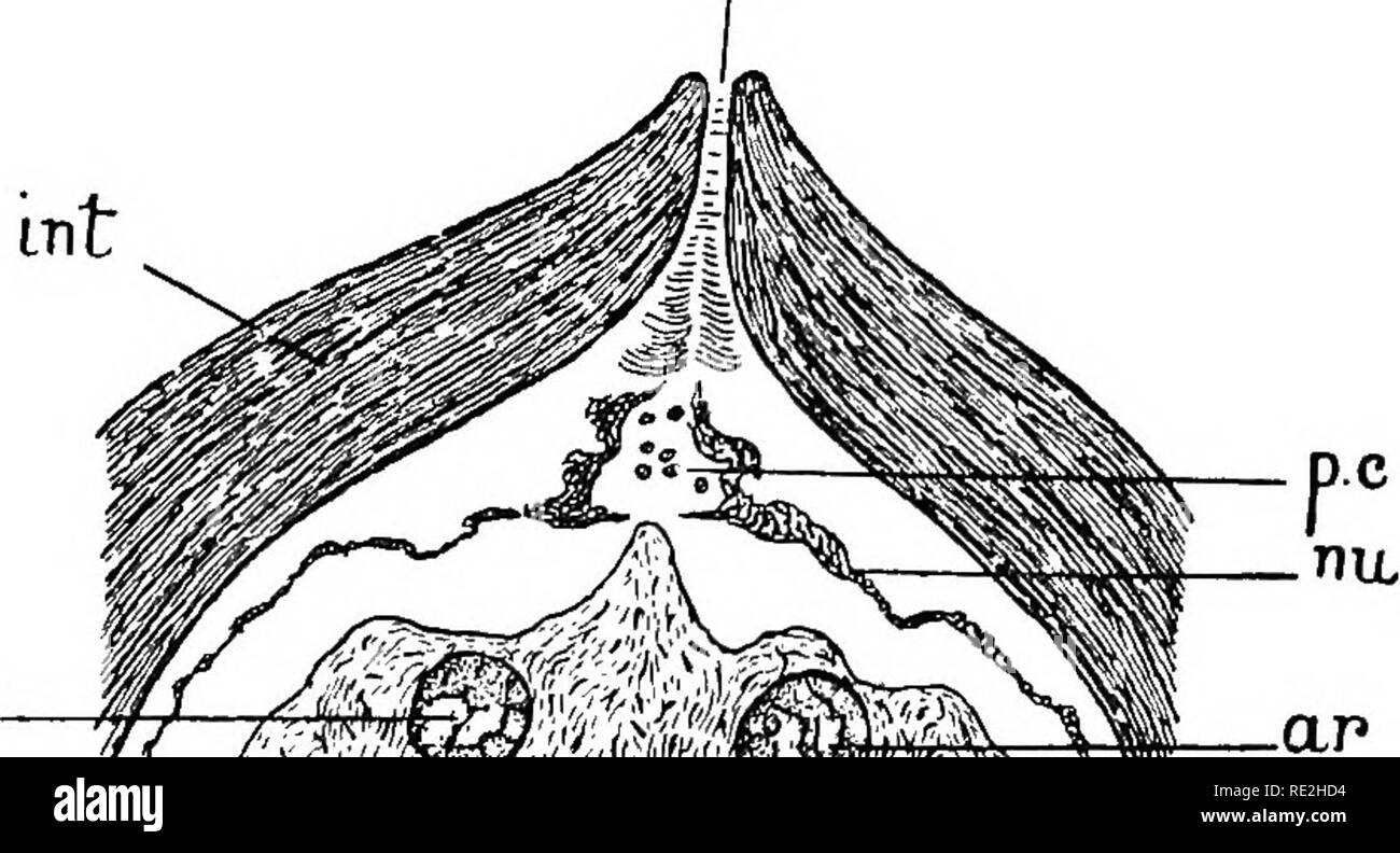 Fleshy aril testa hi-res stock photography and images - Alamy