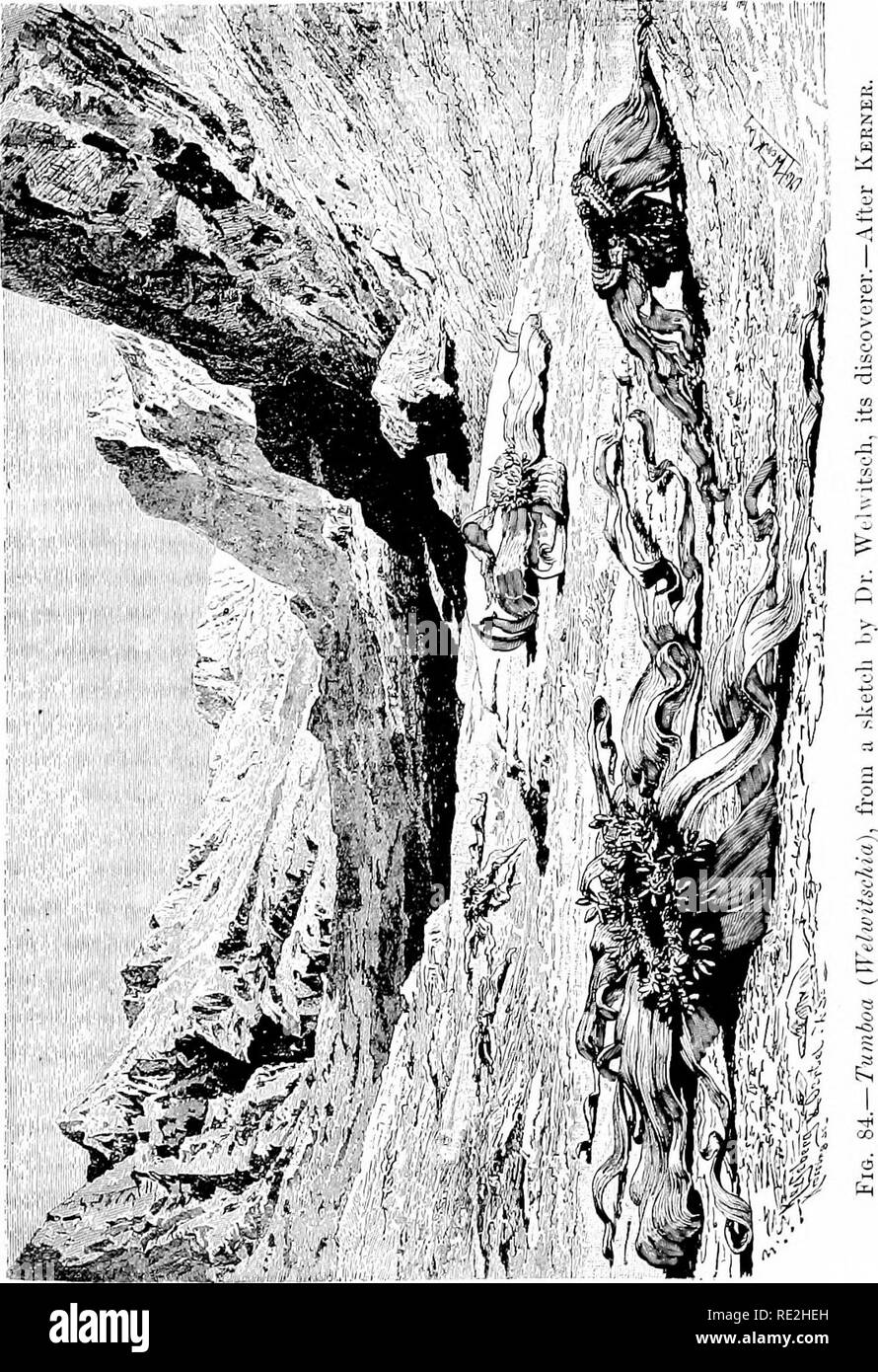 . Morphology of spermatophytes. [Part I. Gymnosperms]. Gymnosperms ...