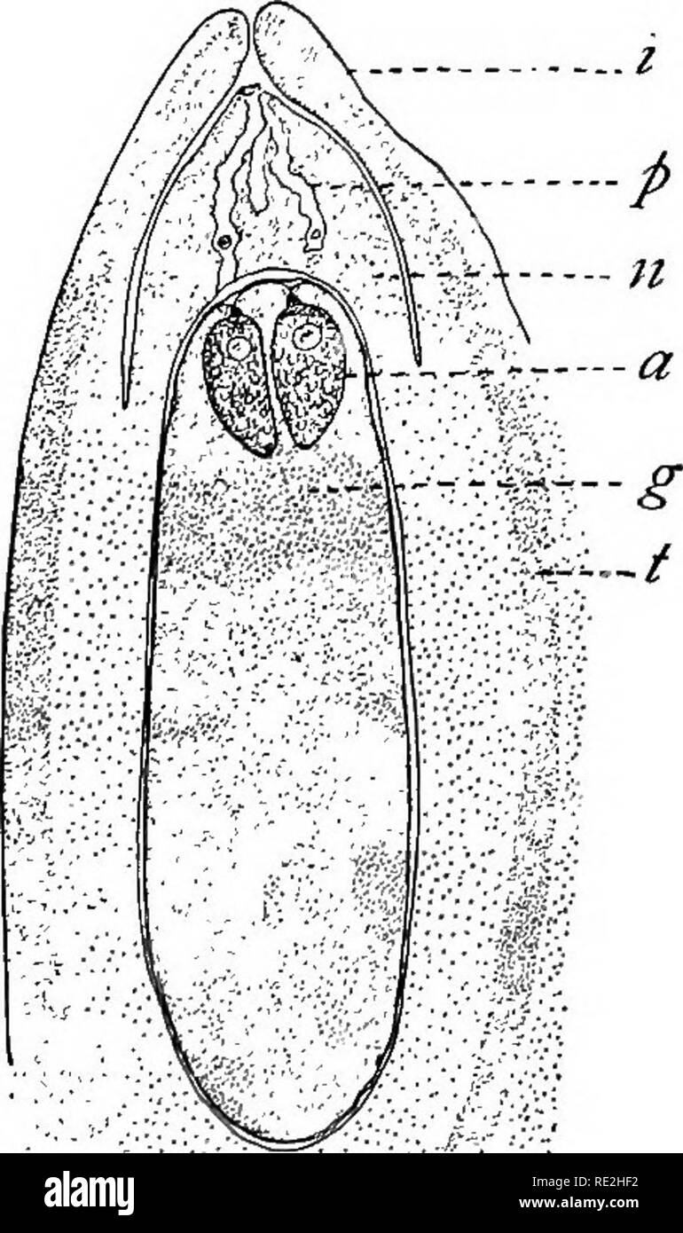 Morphology Of Spermatophytes Part I Gymnosperms Gymnosperms
