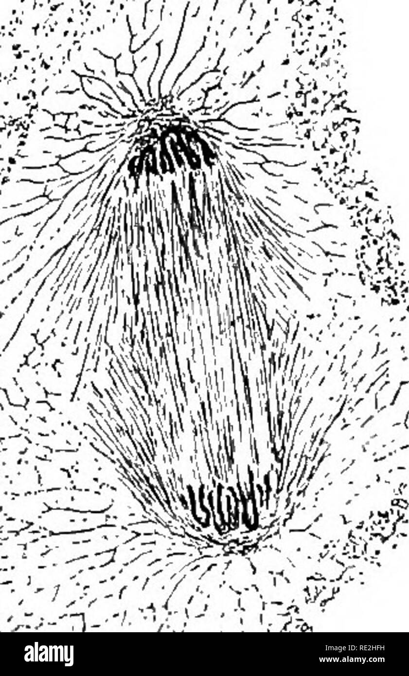 . Morphology of spermatophytes. [Part I. Gymnosperms]. Gymnosperms ...
