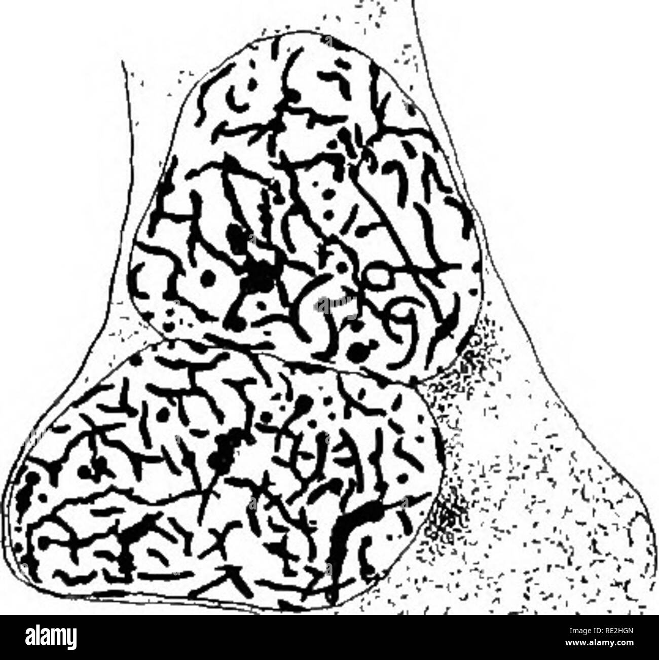 . Morphology of spermatophytes. [Part I. Gymnosperms]. Gymnosperms ...