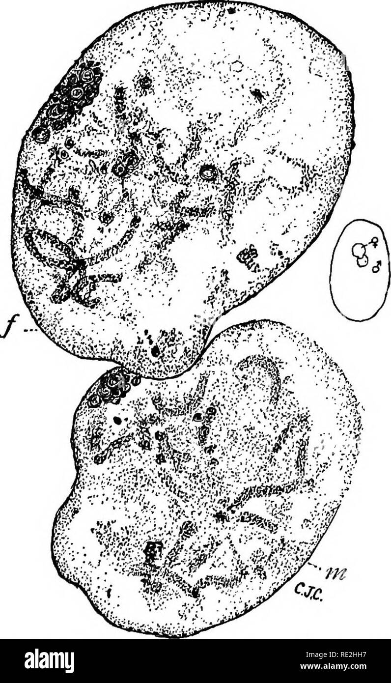 . Morphology of spermatophytes. [Part I. Gymnosperms]. Gymnosperms ...