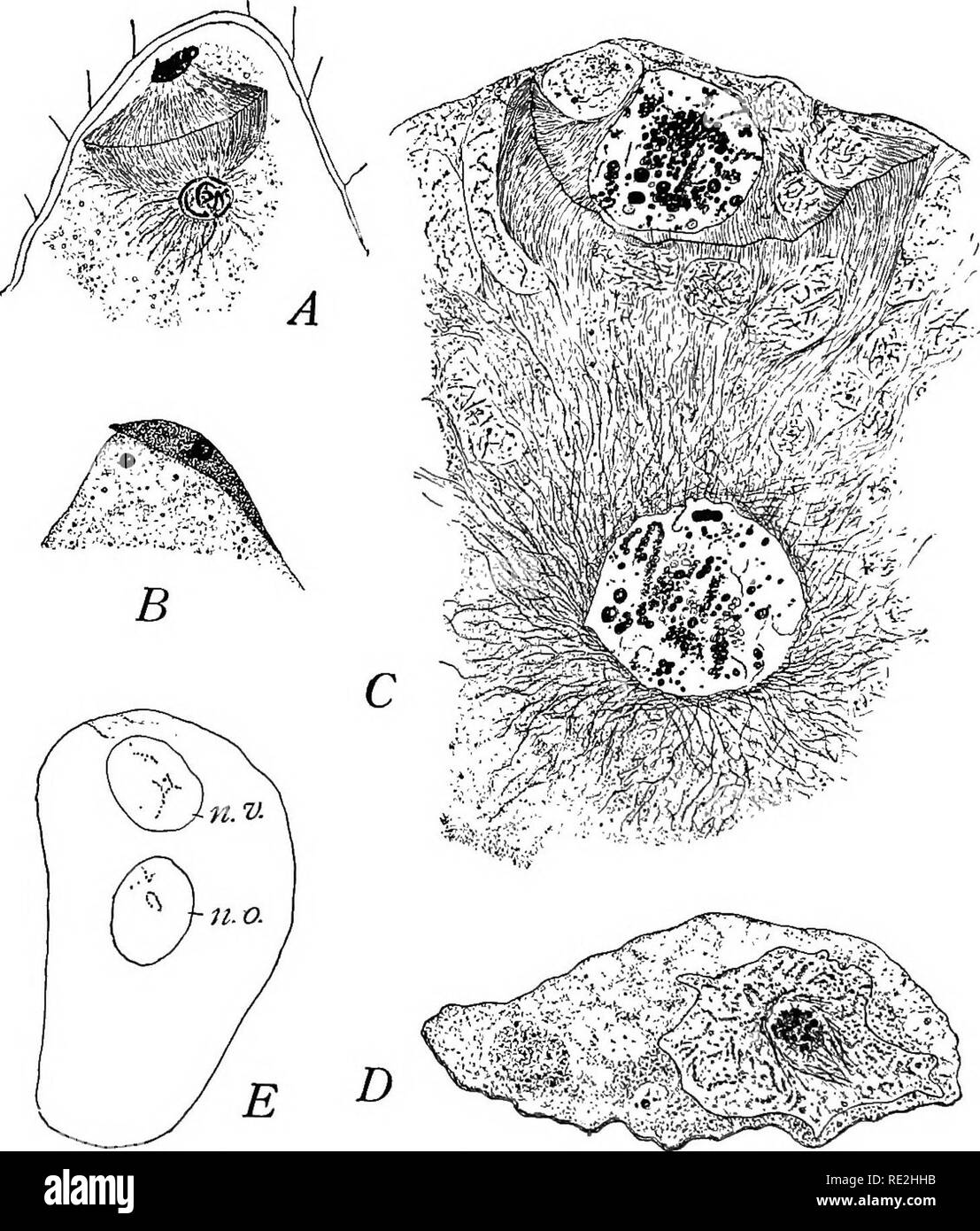 . Morphology of spermatophytes. [Part I. Gymnosperms]. Gymnosperms ...