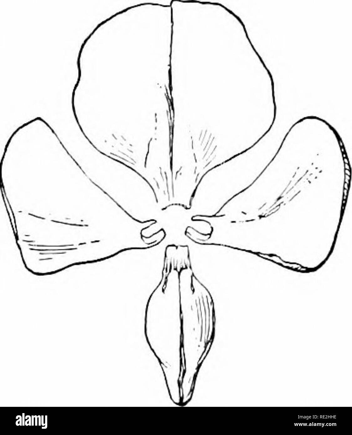 . Elements of botany. Botany. 258 KEY AND FLORA Three-ranked, witli ...