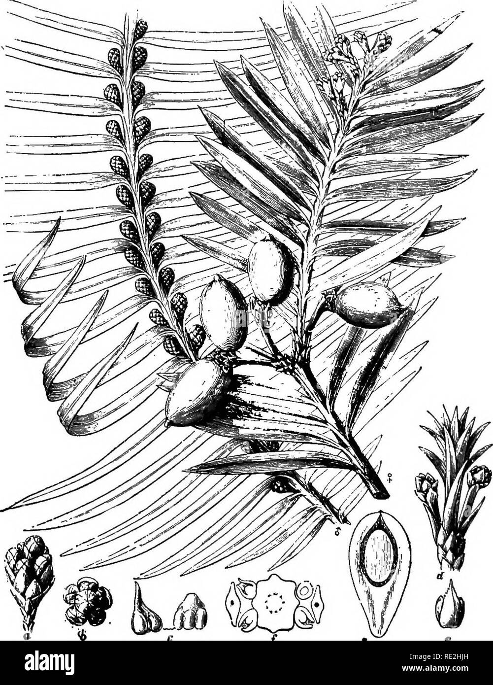 . Morphology of spermatophytes. [Part I. Gymnosperms]. Gymnosperms ...
