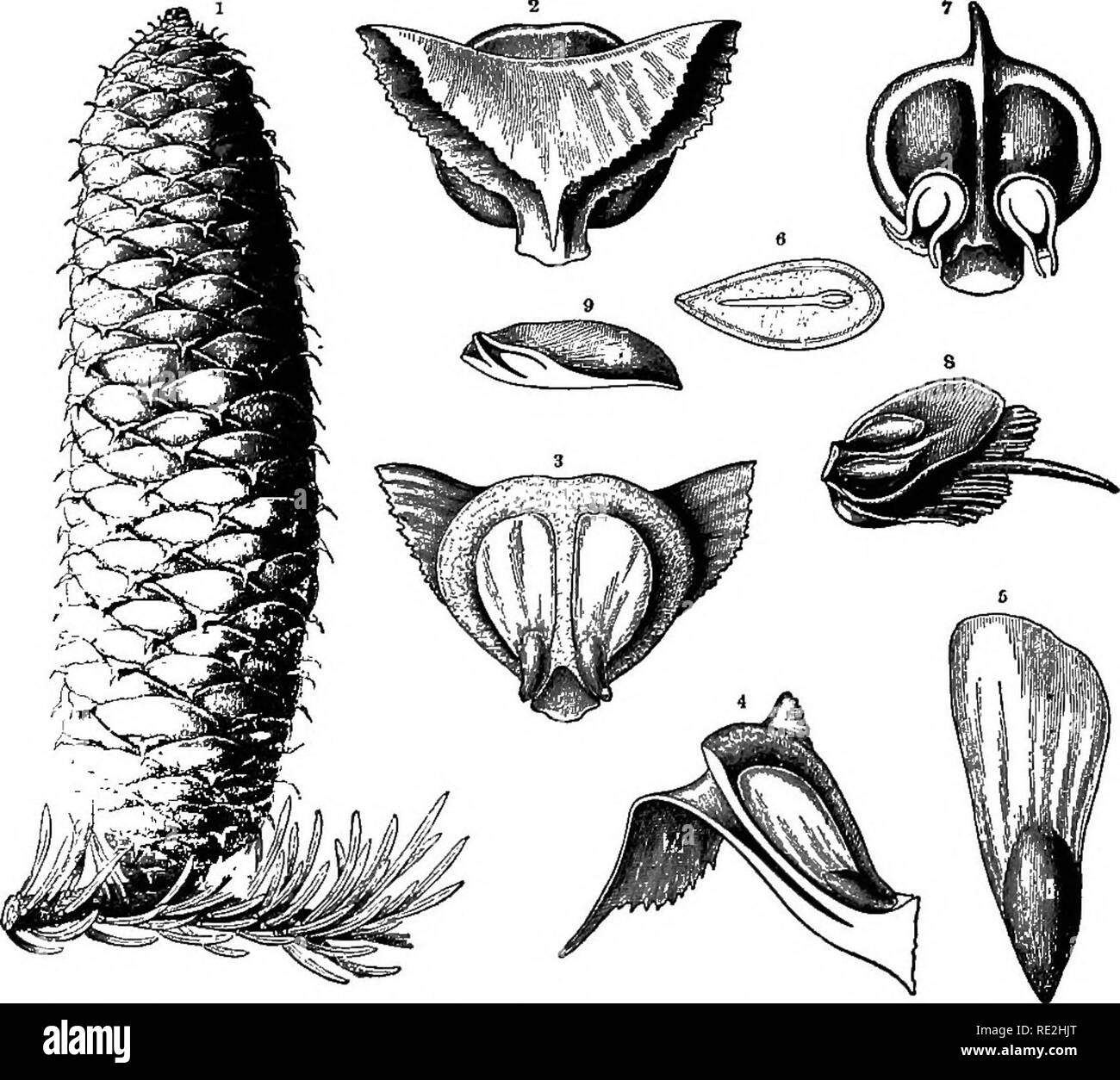 Ovuliferous scale hi-res stock photography and images - Alamy