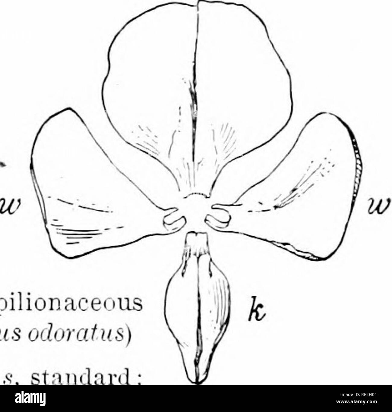 Papilionaceous corolla hi-res stock photography and images - Alamy