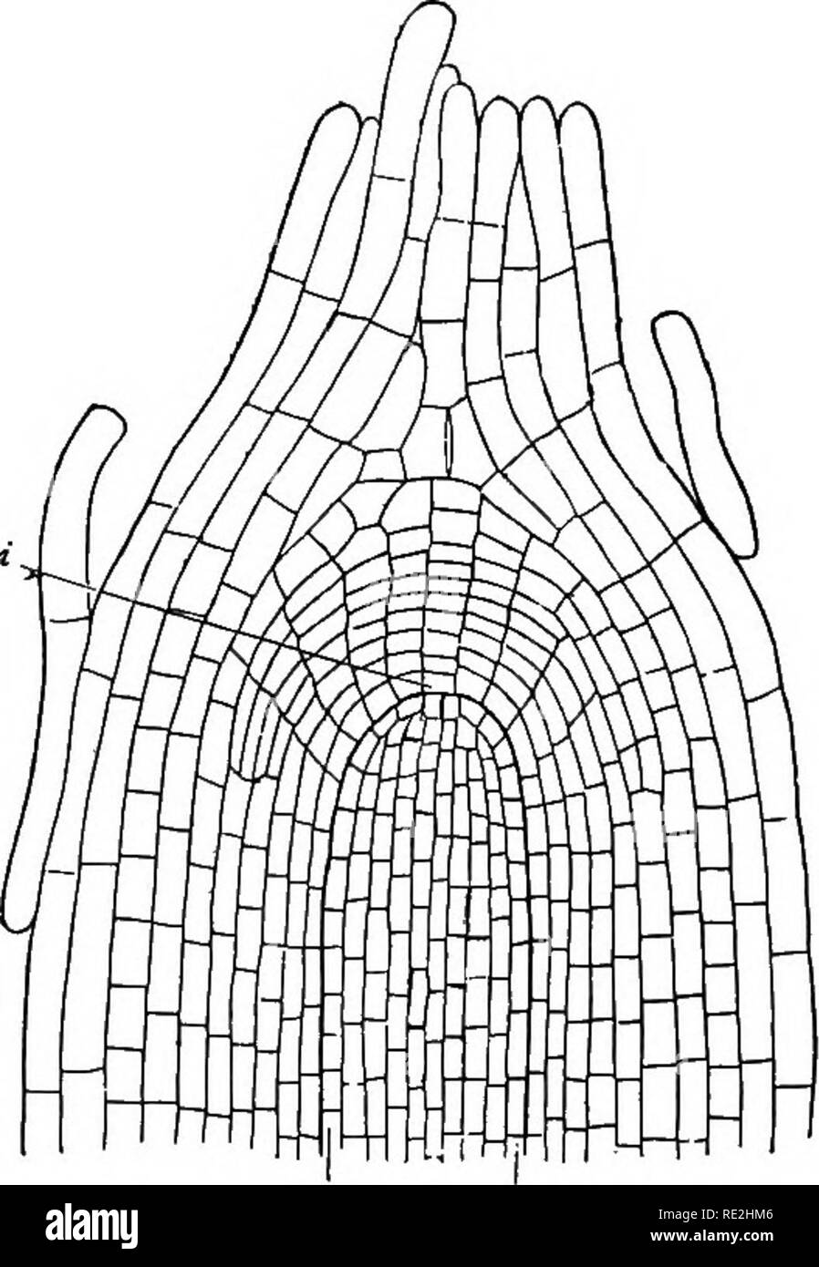 . Morphology of spermatophytes. [Part I. Gymnosperms]. Gymnosperms ...