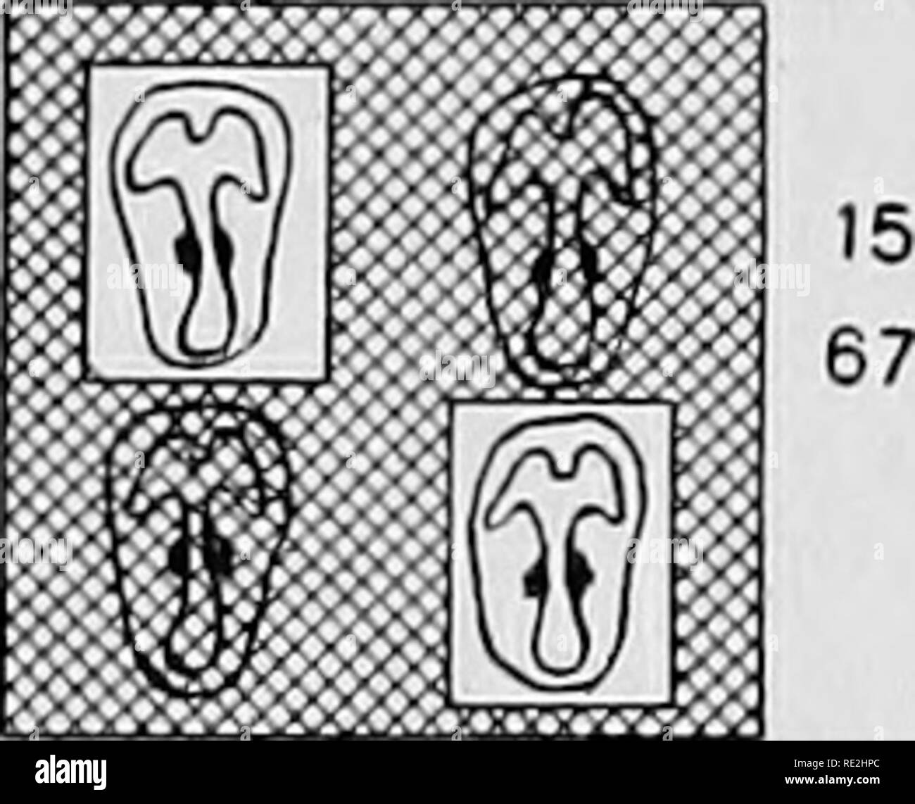 Microscope slide slides Black and White Stock Photos & Images - Alamy