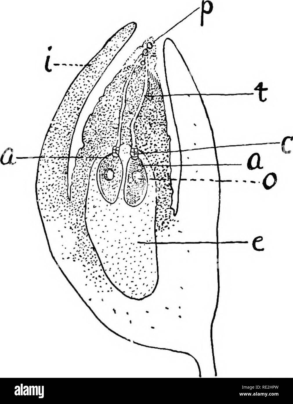 Seed bearing plants Cut Out Stock Images & Pictures - Alamy