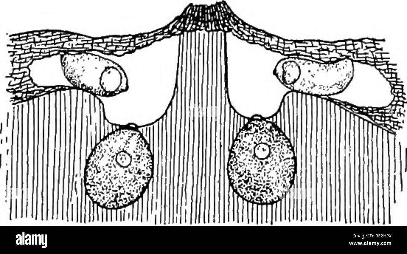 . Morphology of spermatophytes. [Part I. Gymnosperms]. Gymnosperms ...