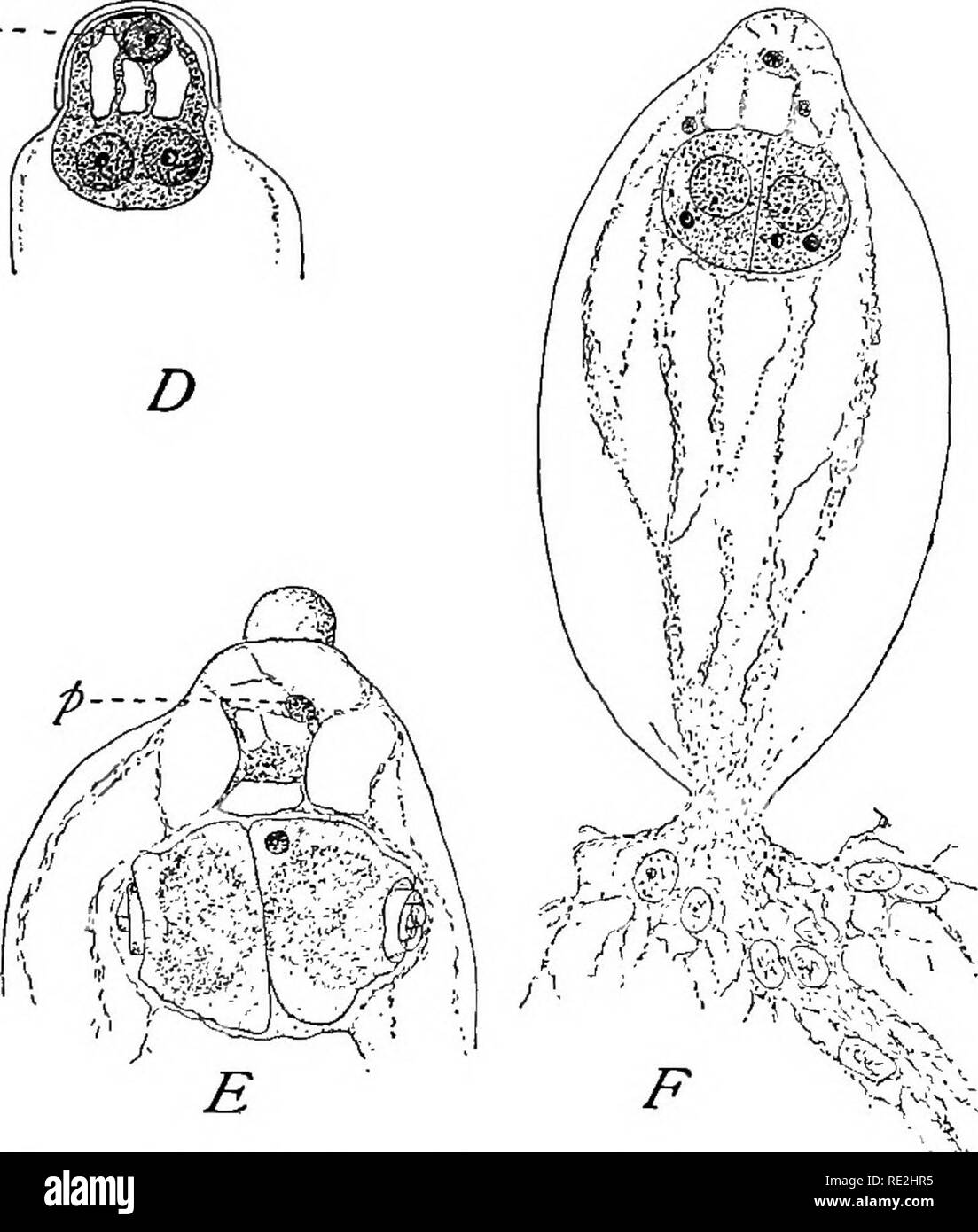 . Morphology of spermatophytes. [Part I. Gymnosperms]. Gymnosperms ...