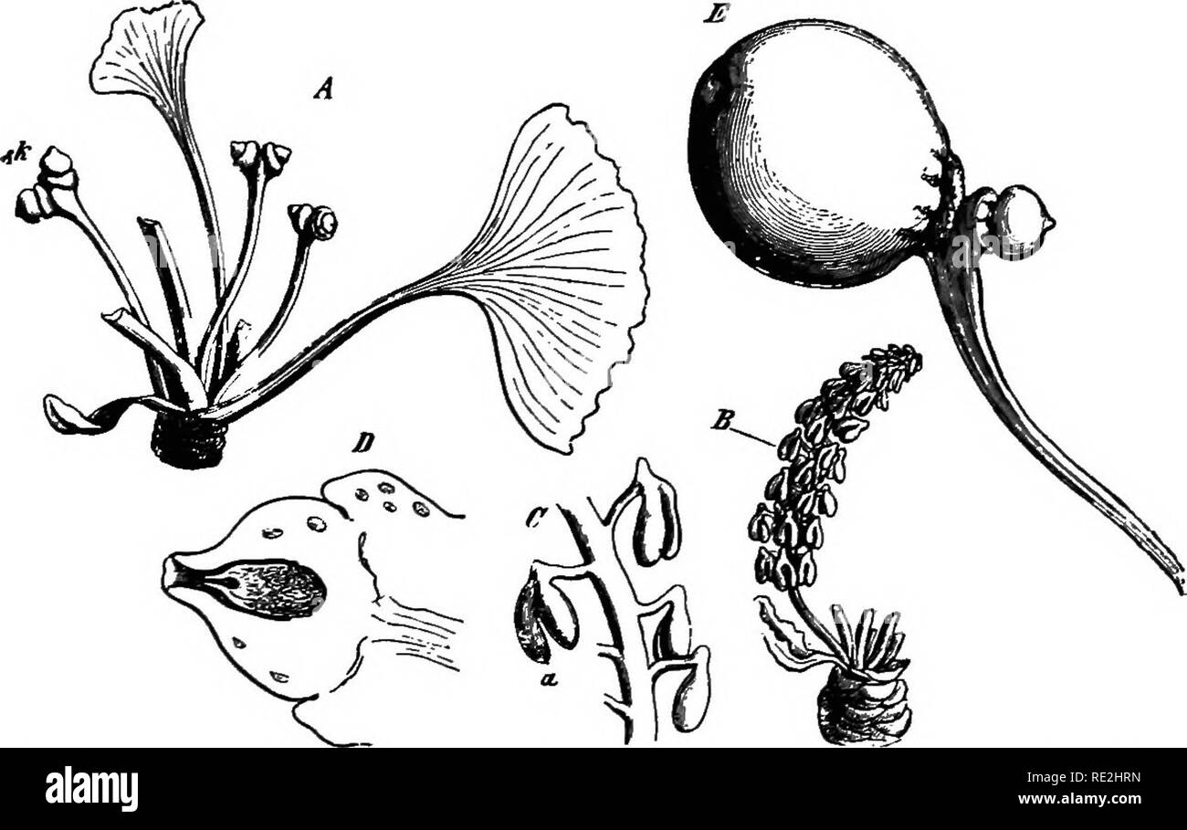 . Morphology of spermatophytes. [Part I. Gymnosperms]. Gymnosperms ...