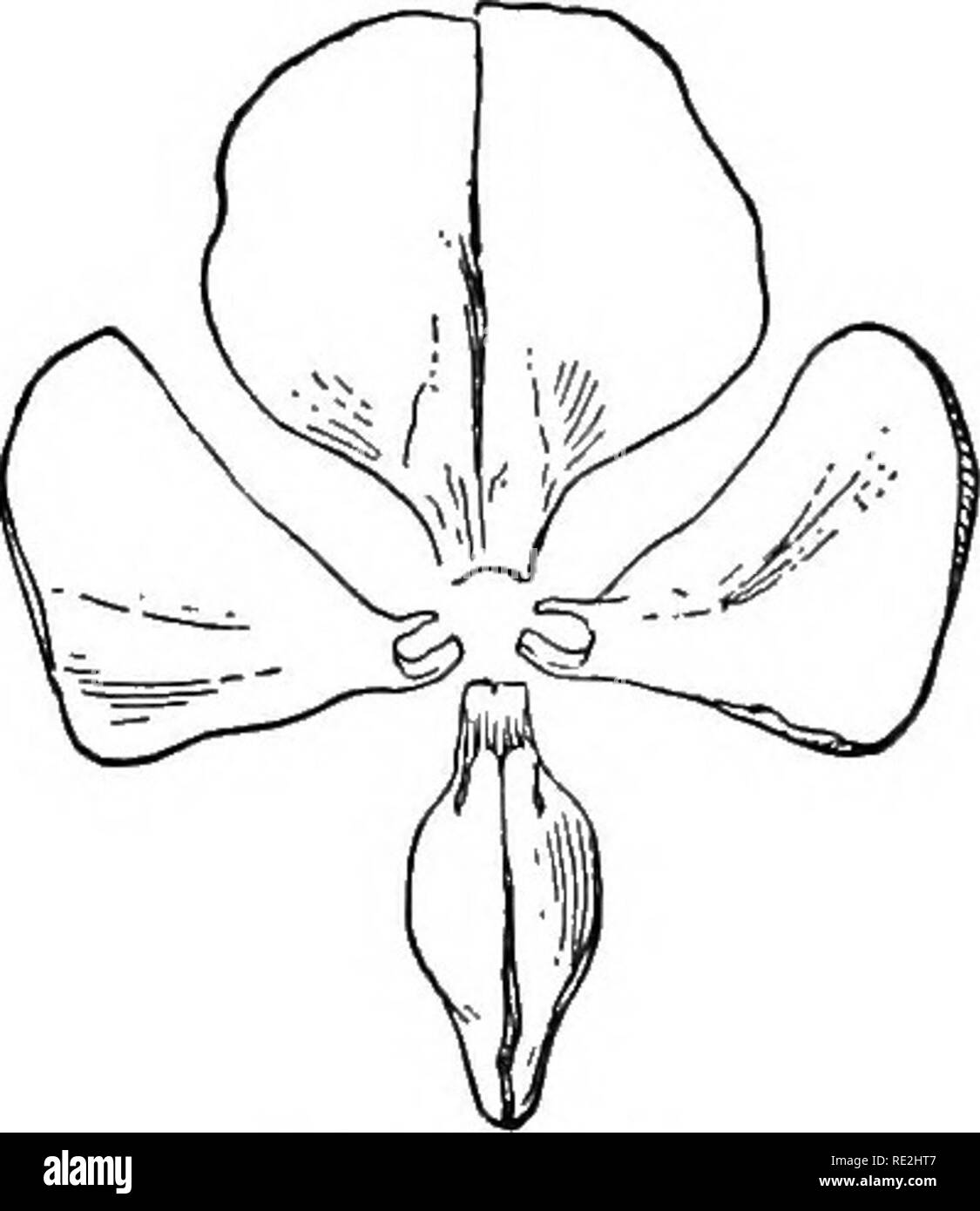 . Introduction to botany. Botany. 258 KEY AND FLORA Two-lipped Three ...