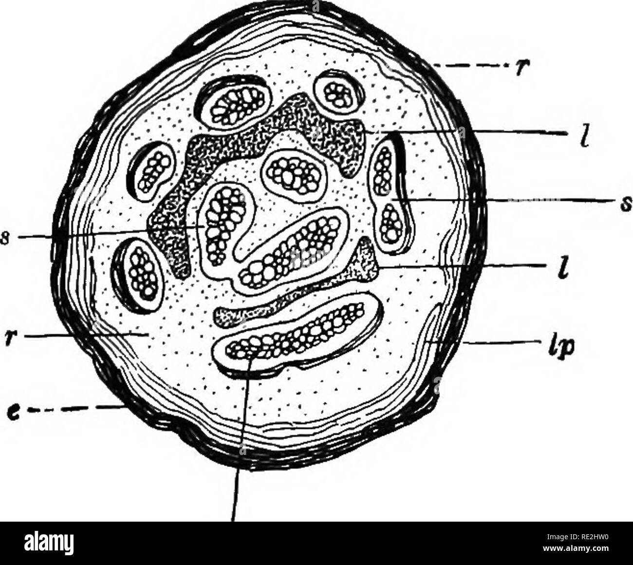. A practical course in botany, with especial reference to its bearings ...