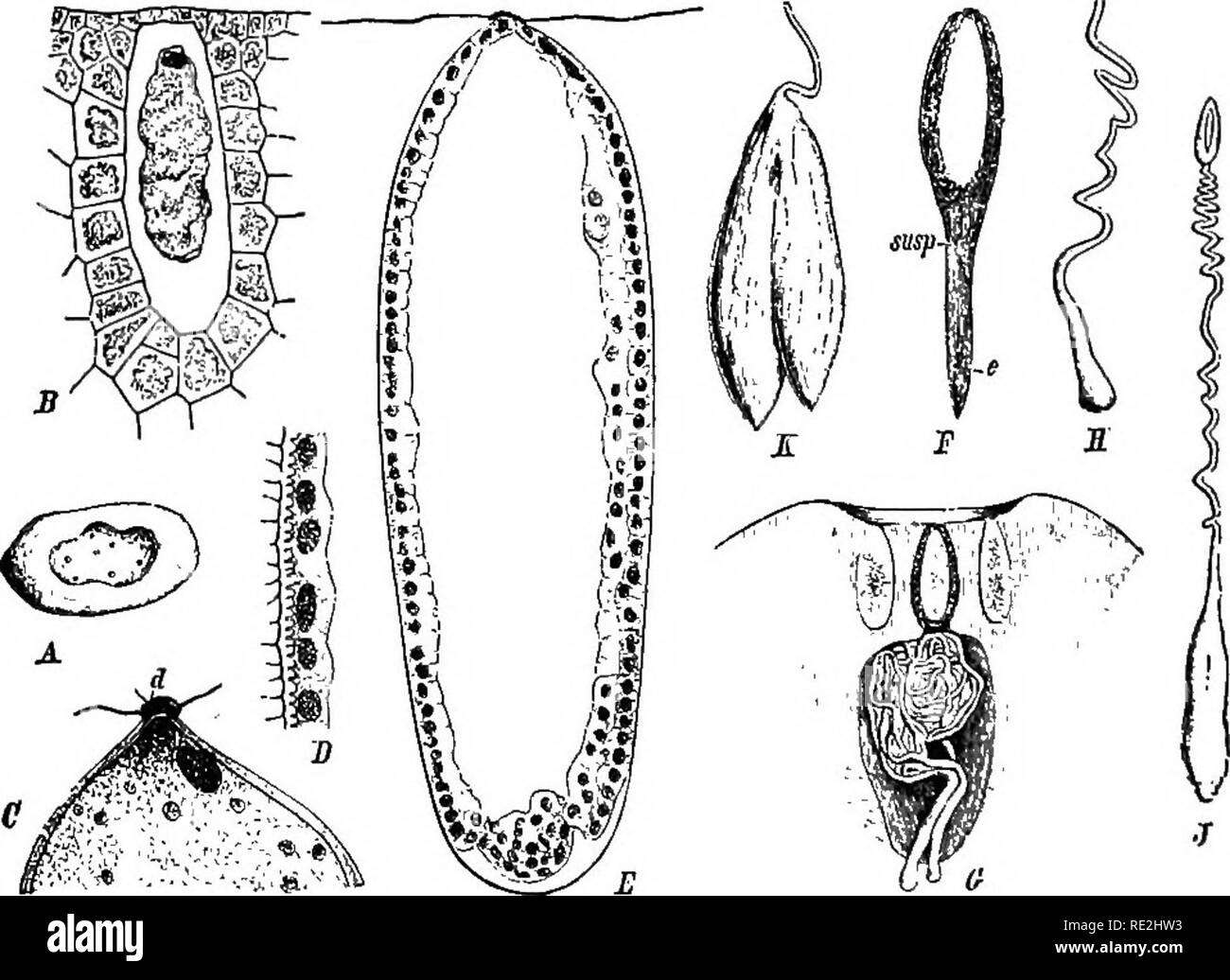 . Morphology of spermatophytes. [Part I. Gymnosperms]. Gymnosperms ...