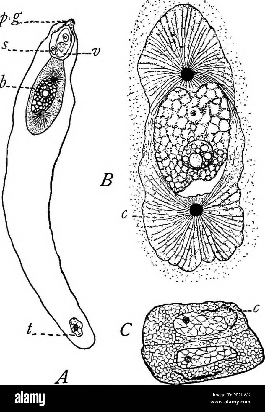 . Morphology of spermatophytes. [Part I. Gymnosperms]. Gymnosperms ...