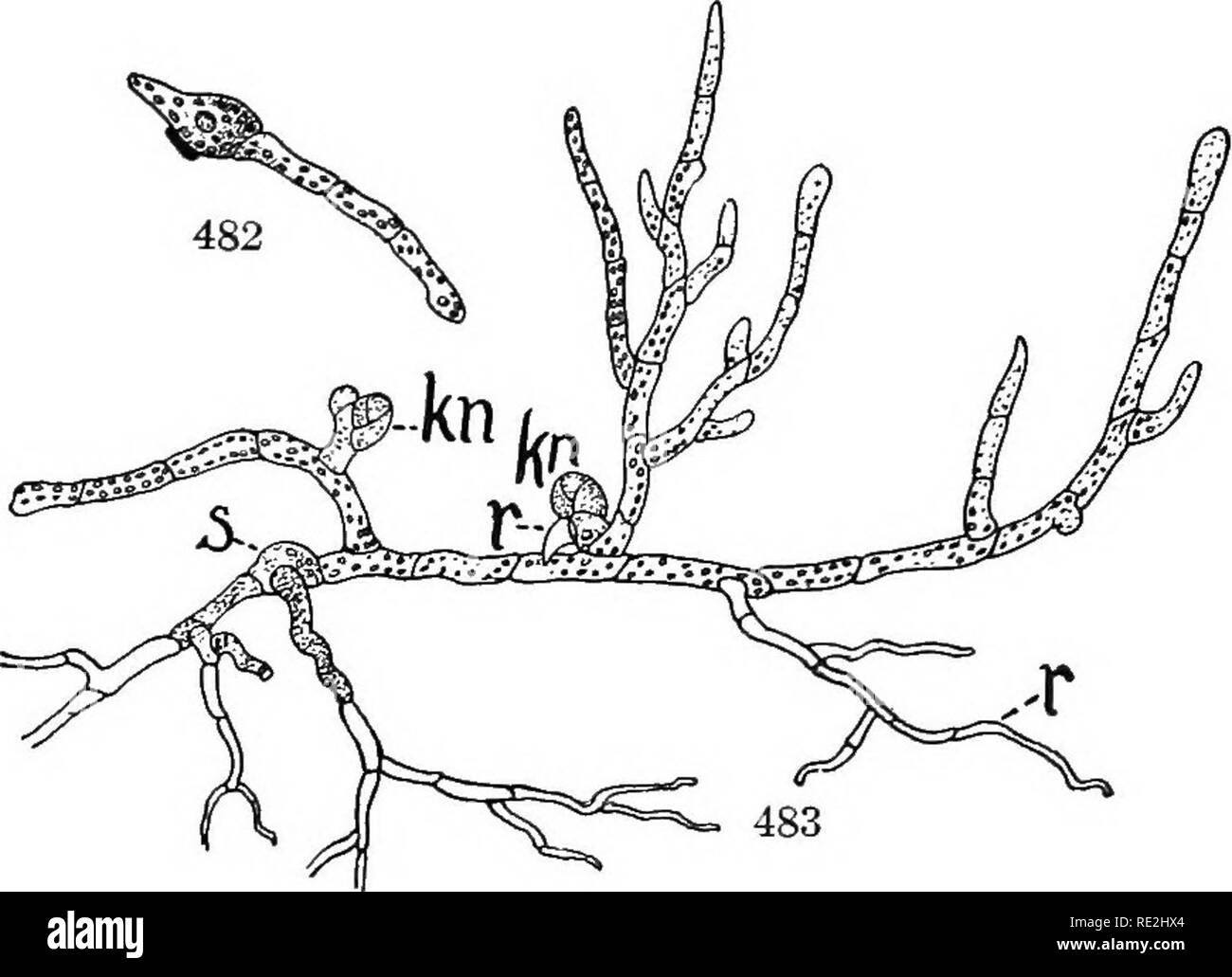 Evolutionary scale Cut Out Stock Images & Pictures - Alamy