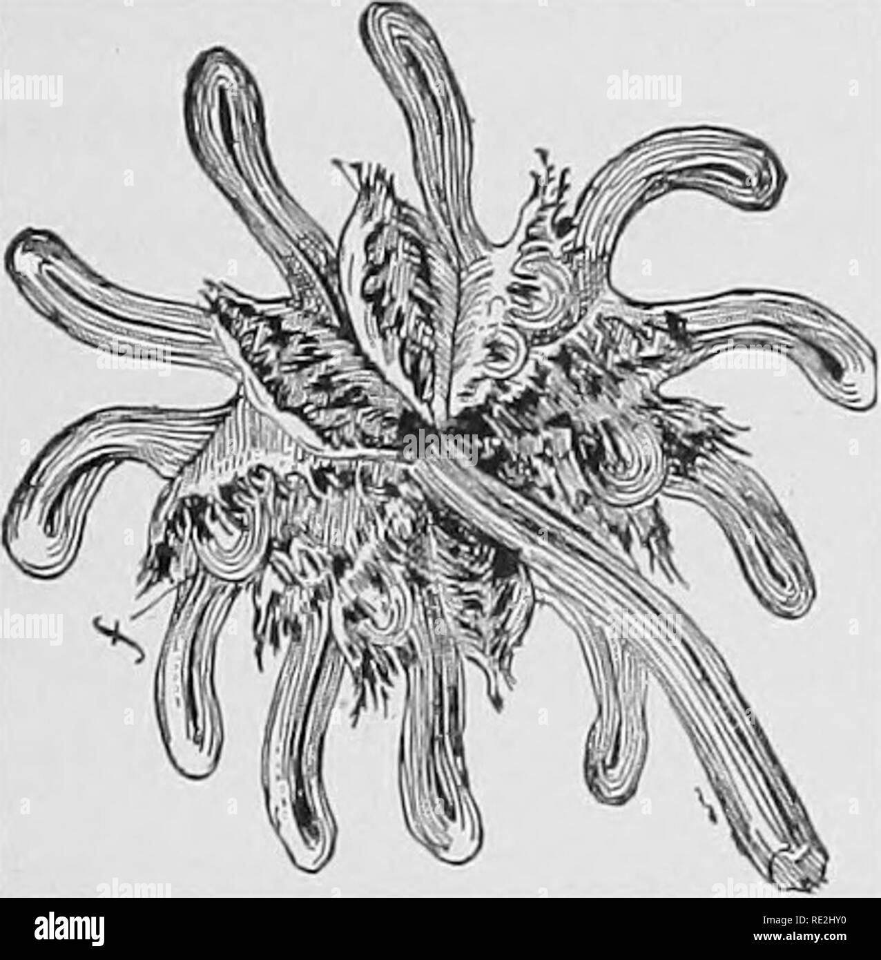 Under the apex Black and White Stock Photos & Images - Alamy