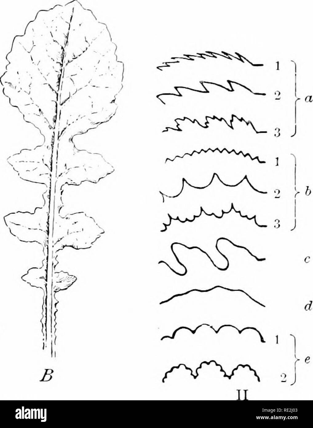 Crenate margins hi-res stock photography and images - Alamy