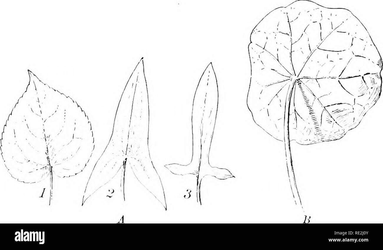 Halberd leaf Cut Out Stock Images & Pictures - Alamy