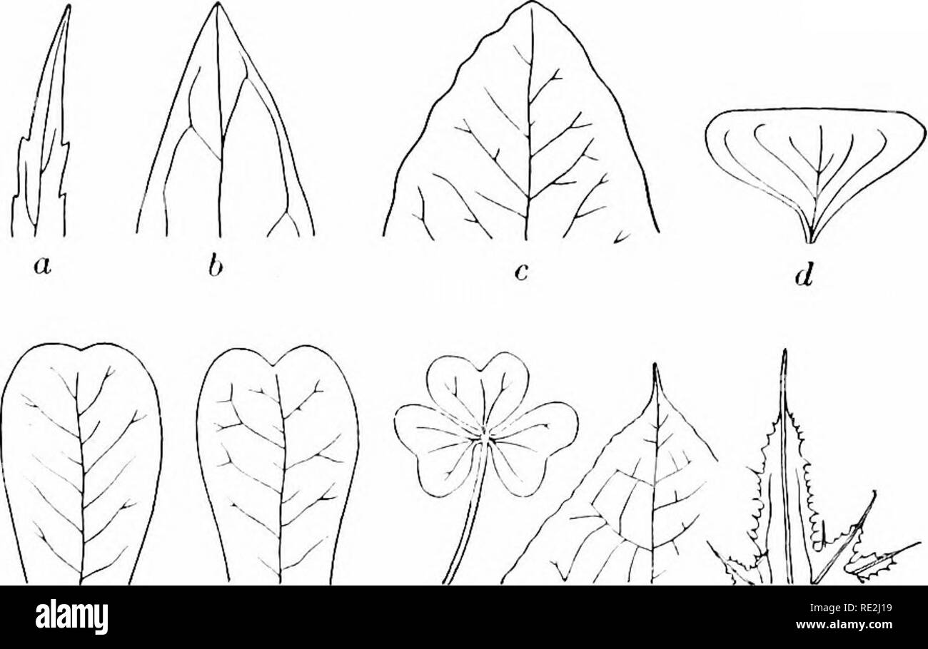 Tapor hi-res stock photography and images - Alamy