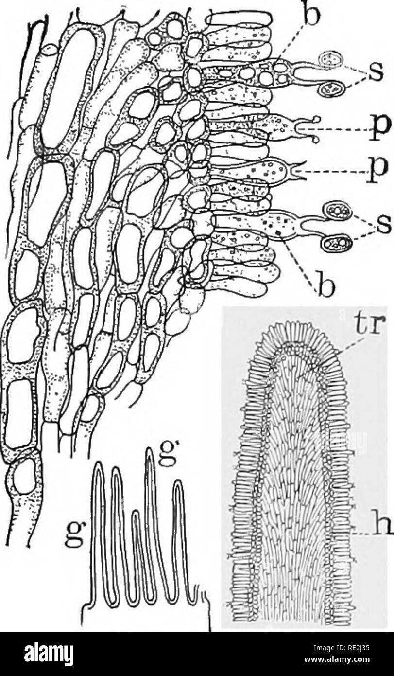 Bearing hymenium hi-res stock photography and images - Alamy