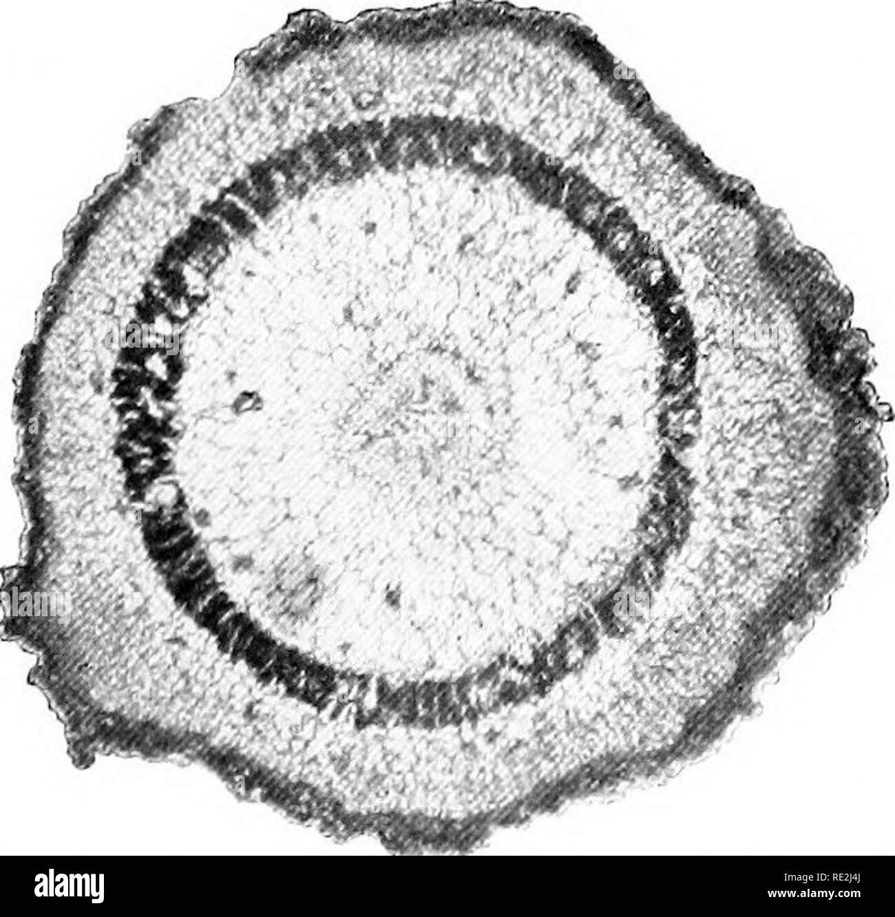 . Morphology of spermatophytes. [Part I. Gymnosperms]. Gymnosperms ...