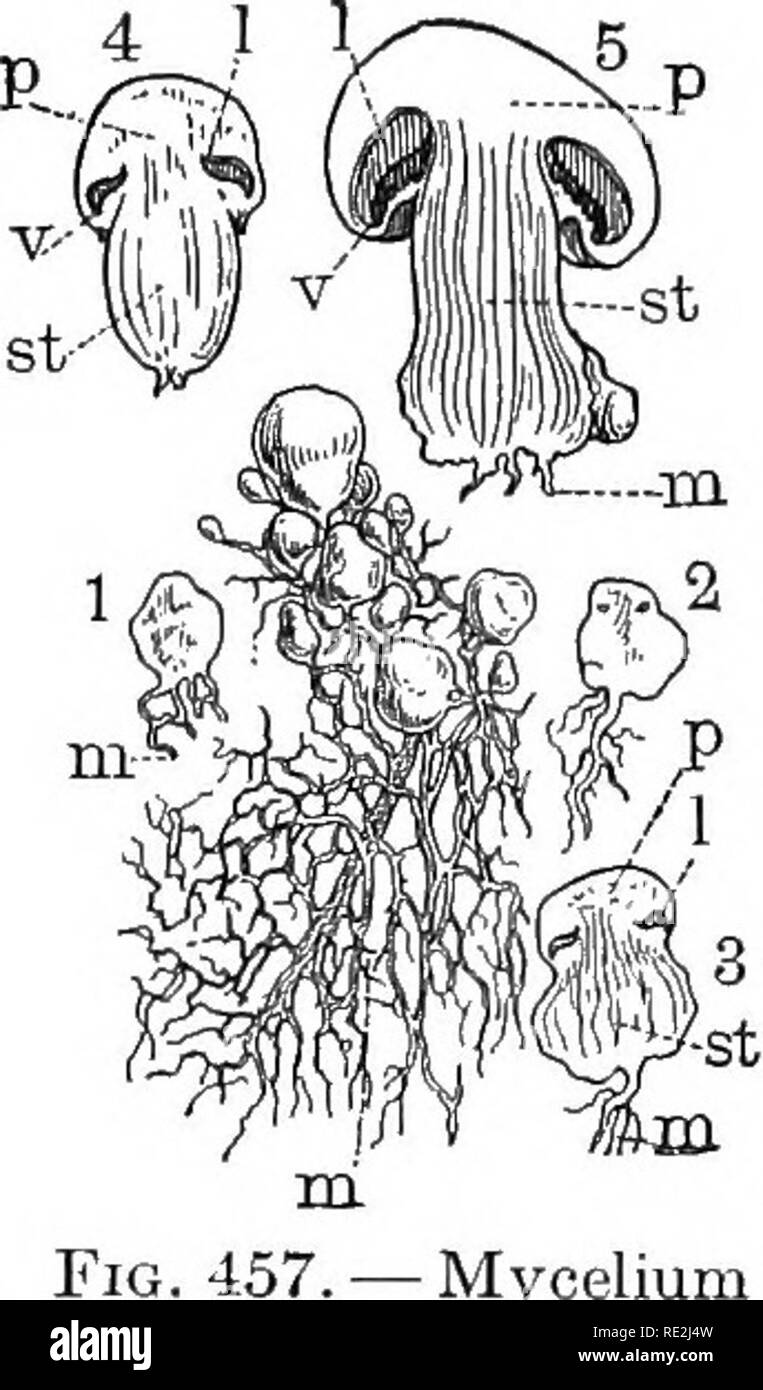 Mushroom mycelium microscope Black and White Stock Photos & Images - Alamy