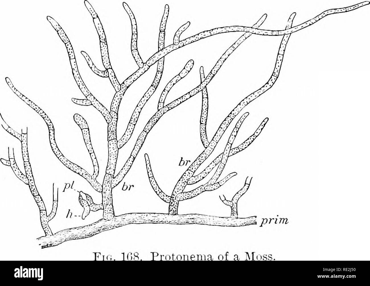 Long stalked capsule Black and White Stock Photos & Images - Alamy