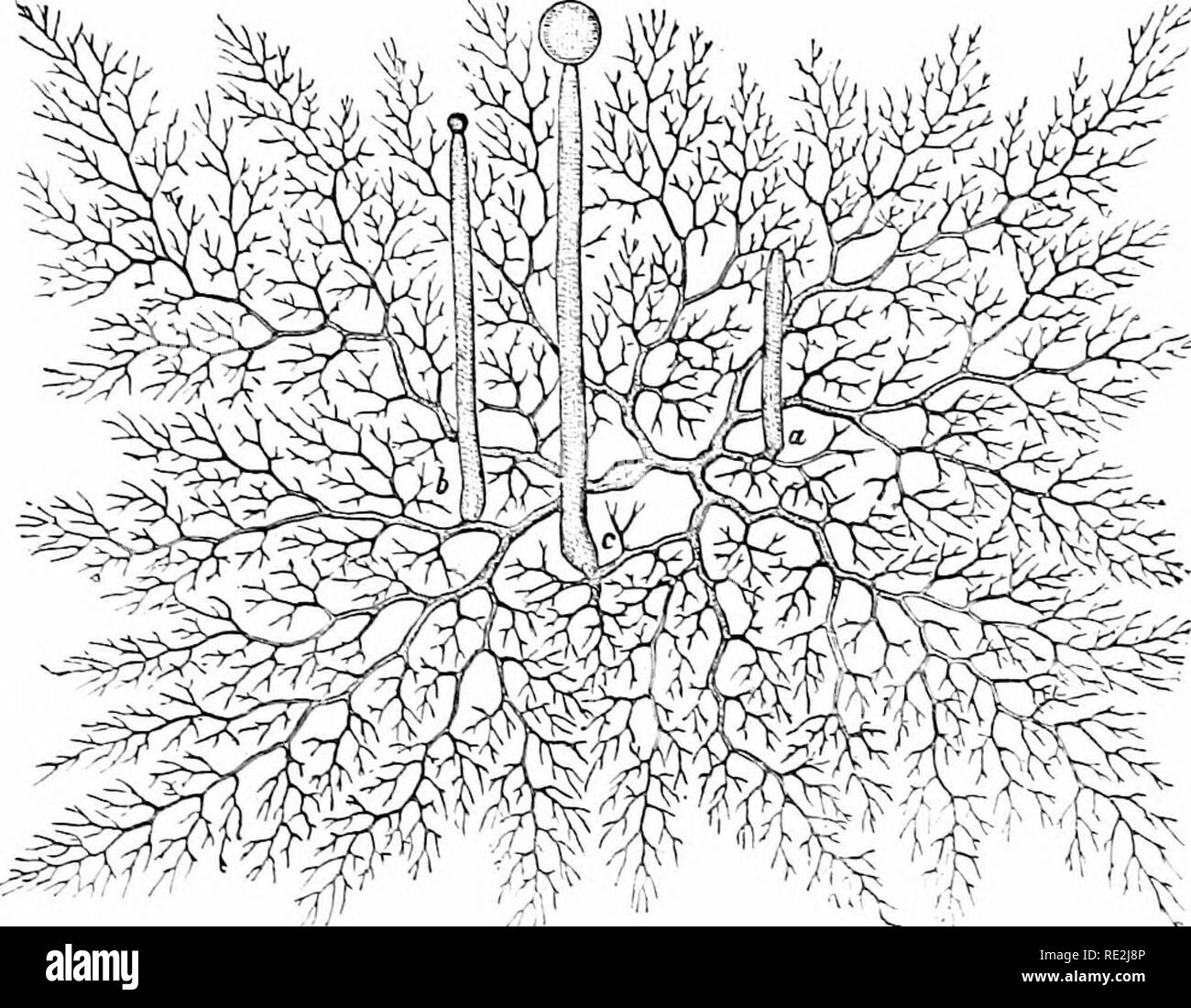 . Elements of botany. Botany. TYPES OV CRYi-TOGAMS; THALLOPHYTES 223 (4 ...