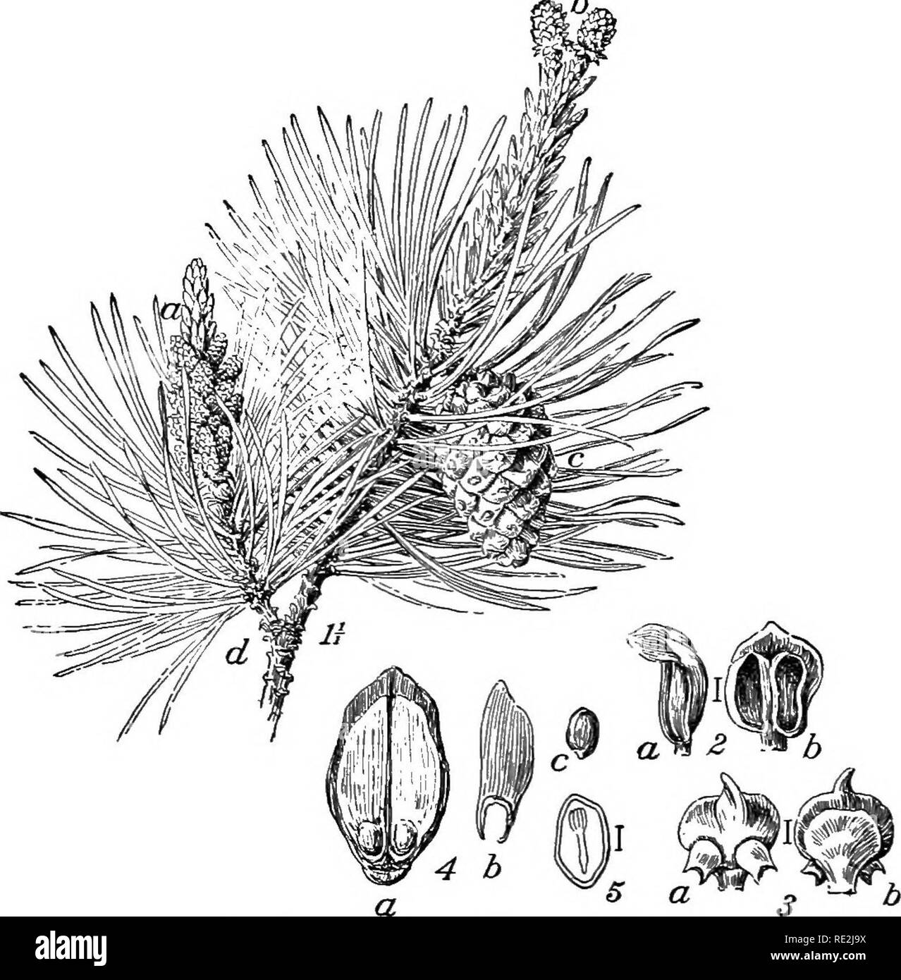Pinus virginiana hi-res stock photography and images - Alamy