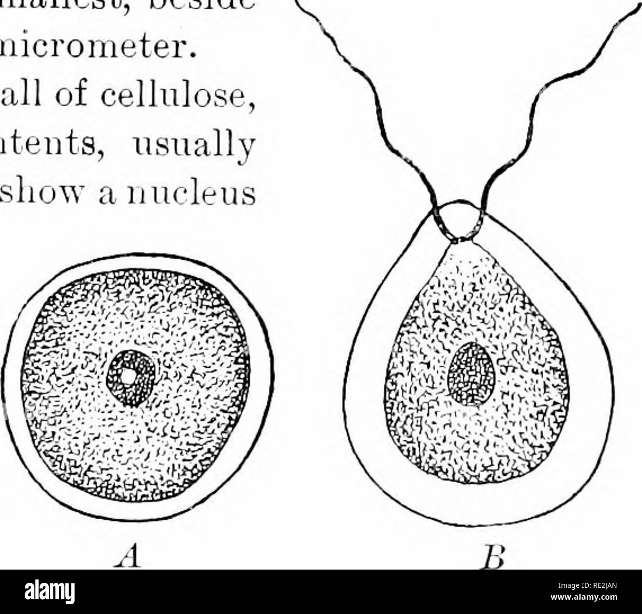 Microscopical specimen Black and White Stock Photos & Images - Alamy