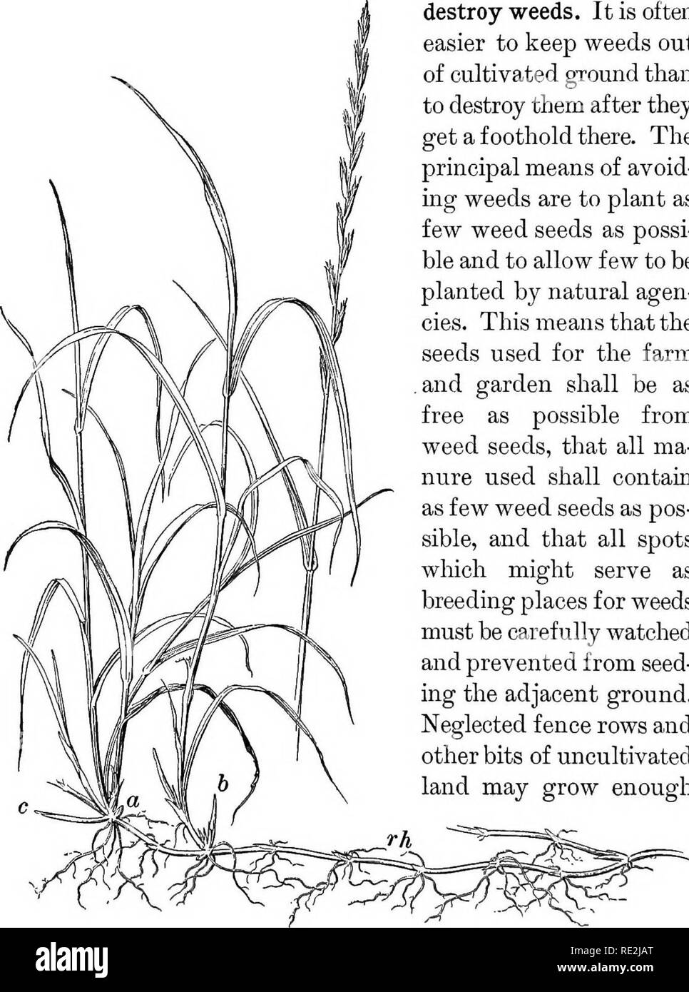 Garden Weeds Drawing