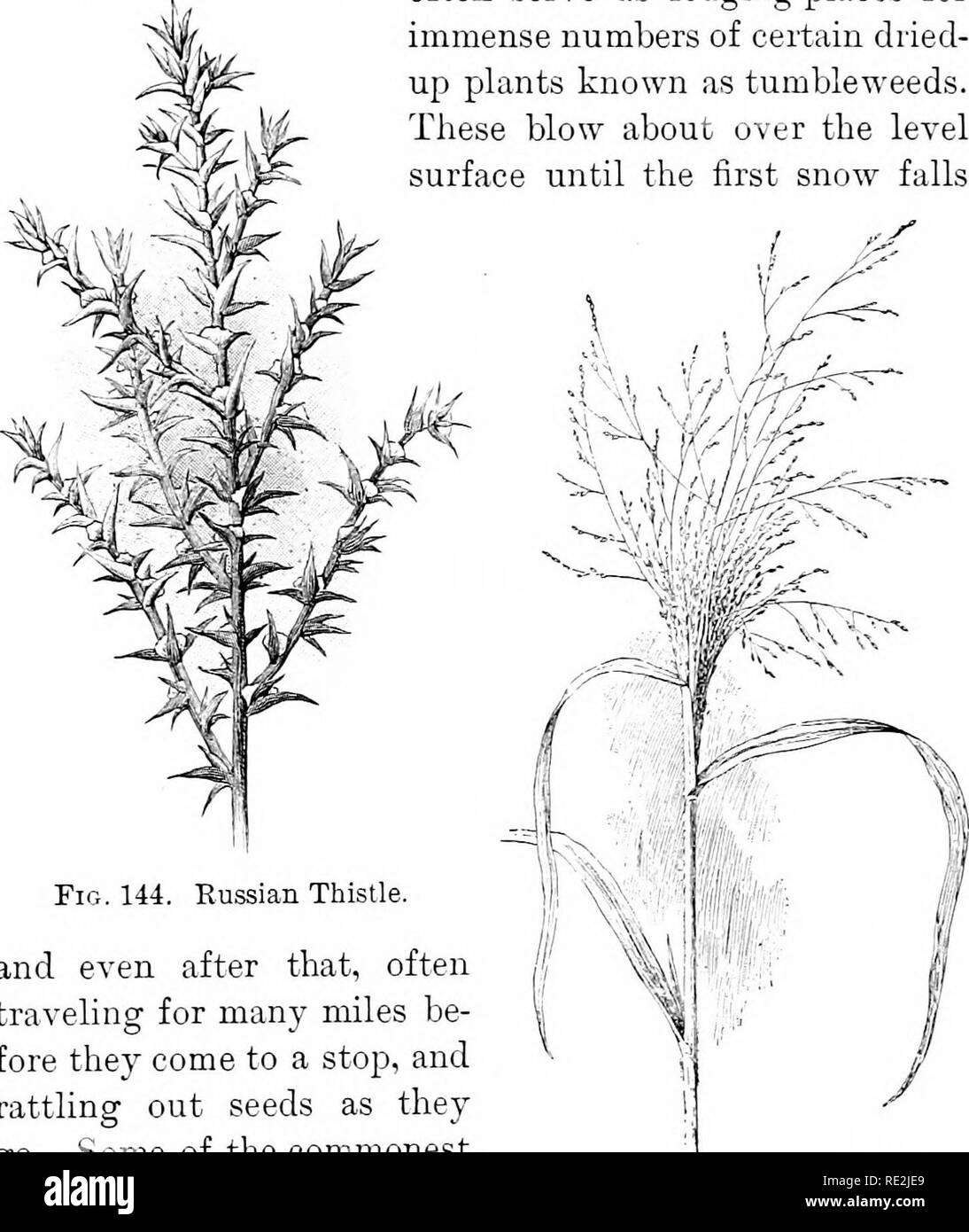 Dried tumbleweeds hi-res stock photography and images - Alamy